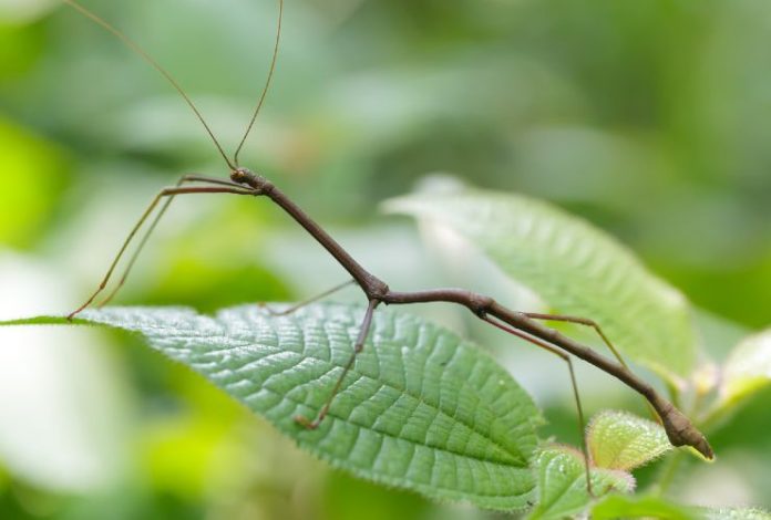 Sai che l'insetto stecco si trova anche in Italia? Caratteristiche e ...