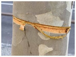 Cavo d’acciaio in strada a Milano: il video shock del testimone. Chi è ...